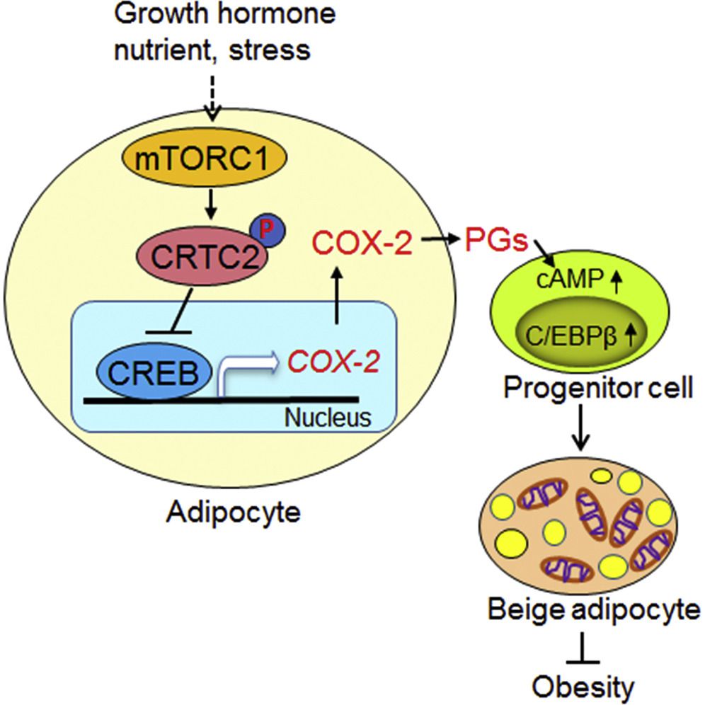 Adipose mTORC1 Suppresses Prostaglandin Signaling and Beige ... Adipose mTORC1 Suppresses Prostaglandin Signaling and Beige ...
