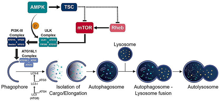The Intrinsic Influence Controlling The Function Of Both Antigen