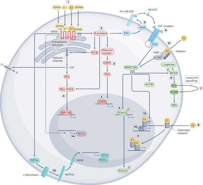 The G protein-coupled oestrogen receptor GPER in health and disease: an ...